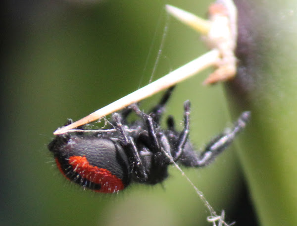 Red-backed Jumping Spider | Project Noah