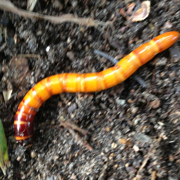 Wireworms, Click Beetle Larvae | Project Noah