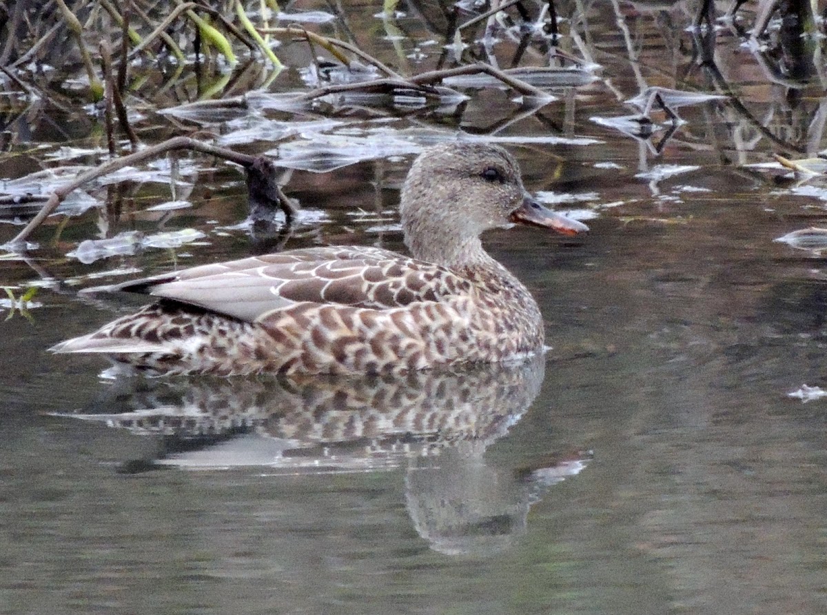Gadwall (female) | Project Noah