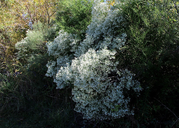 Groundsel bush, Baccharis | Project Noah