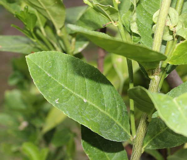 Dalayap or Dayap Tree (Lime Tree) | Project Noah