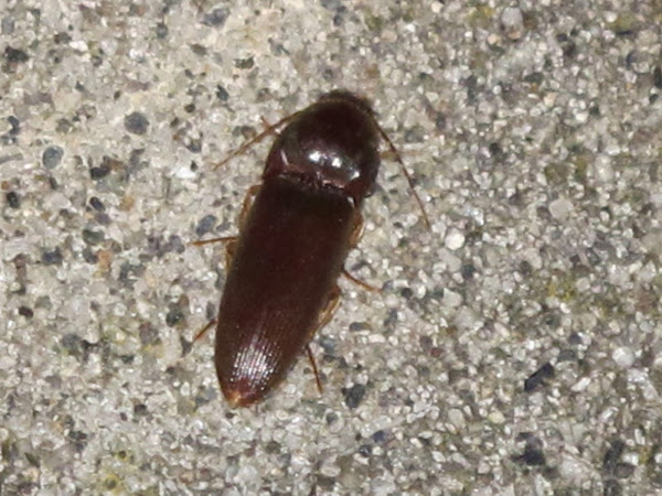 Click Beetle | Project Noah