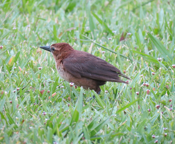 Boat-tailed Grackle (juvenile) | Project Noah