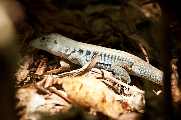 Puerto Rican ground lizard | Project Noah