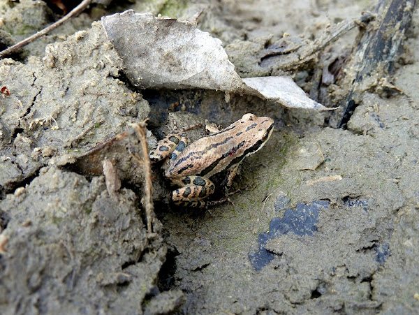 Boreal Chorus Frog | Project Noah