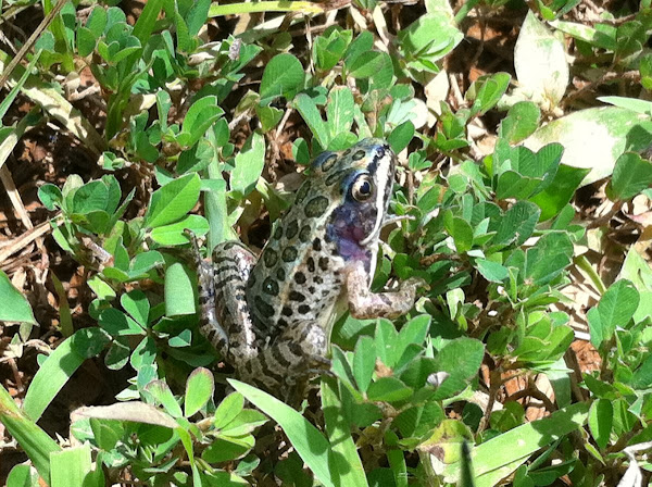 Southern Leopard Frog | Project Noah