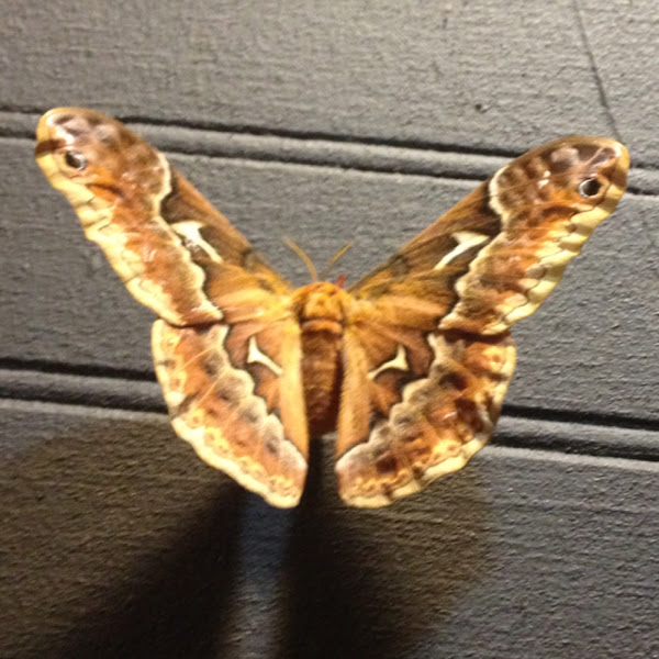 Promethea Silkmoth (female) | Project Noah