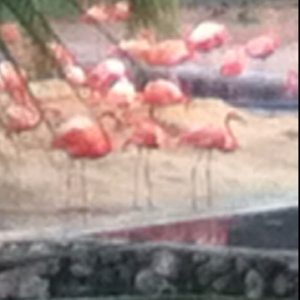 Flamingo | Project Noah