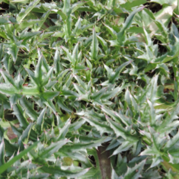 Musk Thistle rosette | Project Noah