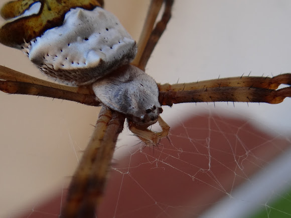 Silver Argiope | Project Noah
