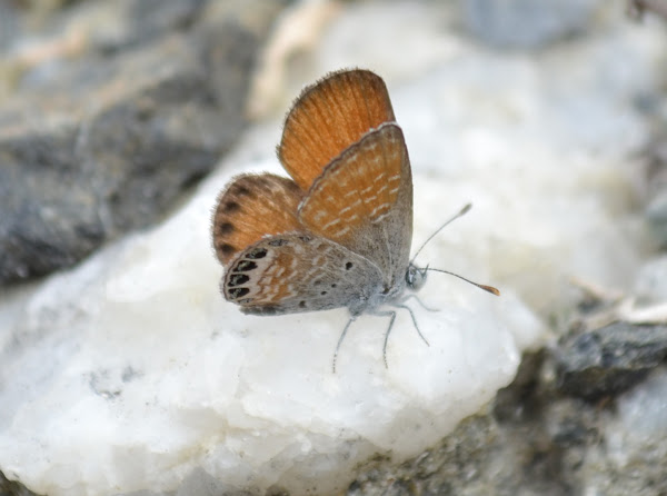 Western Pygmy Blue Butterfly | Project Noah