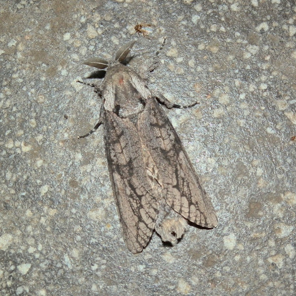 Cossid Moth 9 -♂ | Project Noah