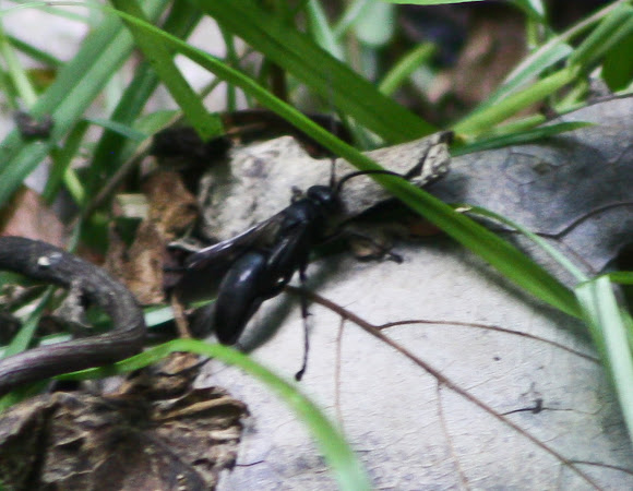 Sphex Wasp | Project Noah