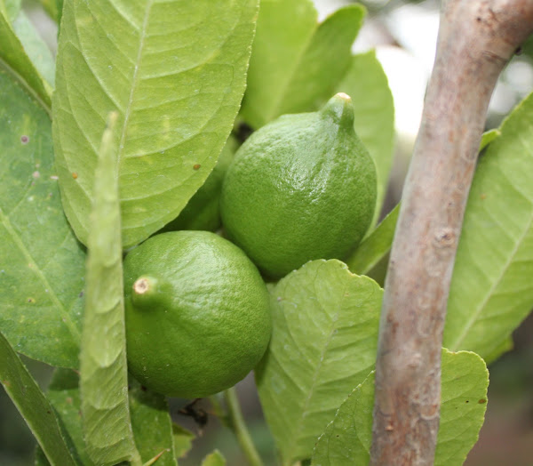 Dalayap or Dayap Tree (Lime Tree) | Project Noah