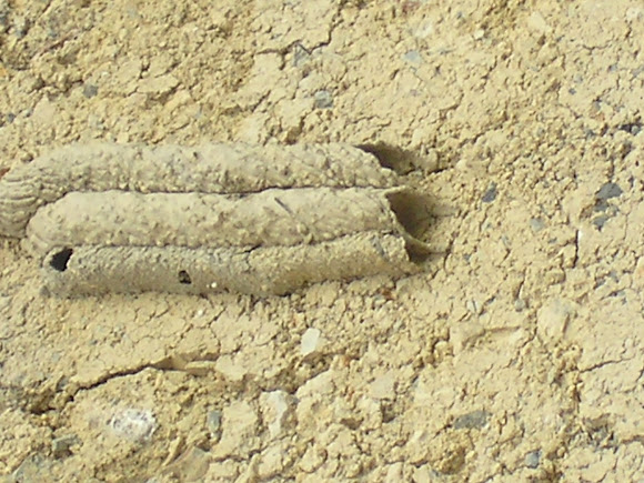 Organ pipe mud dauber | Project Noah