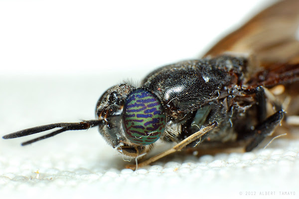 Black soldier fly | Project Noah