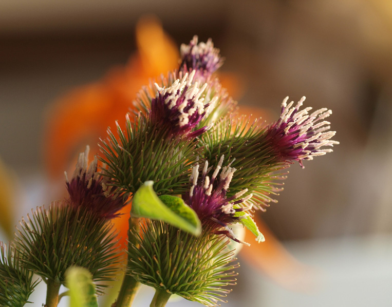 Pretty weed thread: Olympus Compact Camera Talk Forum: Digital ...