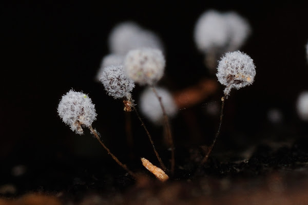 Comatricha nigra | Project Noah