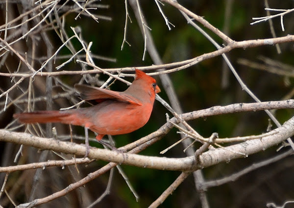 Cardinal | Project Noah