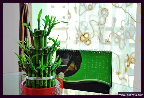 Cheers to a Gorgeous Life!: Believing in Fortune Plants