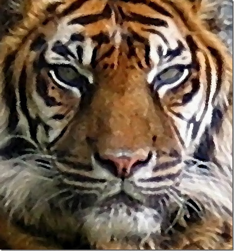 Tigre ojos verdes - Imagui