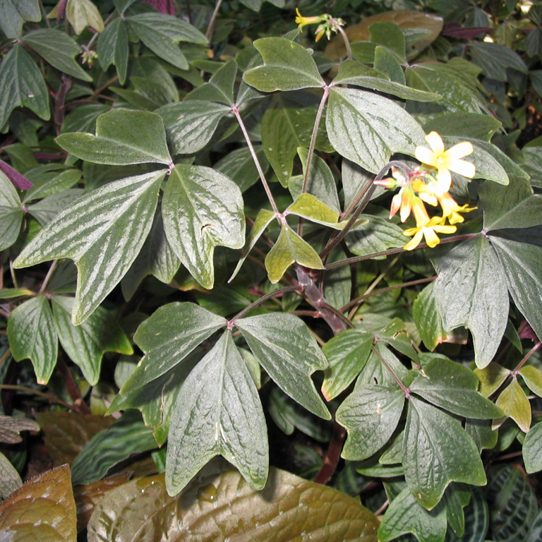 Tree Oxalis | Project Noah