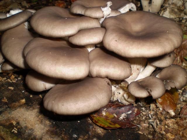 Poglej temo - Bukov ostrigar :: Vse o vseh rastlinah