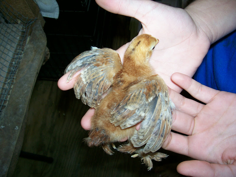 Bantam Red Cochin chicks with black patterns? Pics included! | BackYard ...