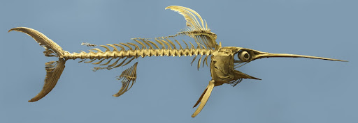 Swordfish — Google Arts & Culture