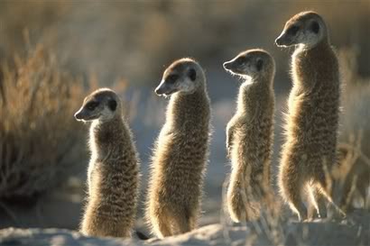 Ubuntu 10.10 Codename Announced: Maverick Meerkat ~ Web Upd8: Ubuntu ...