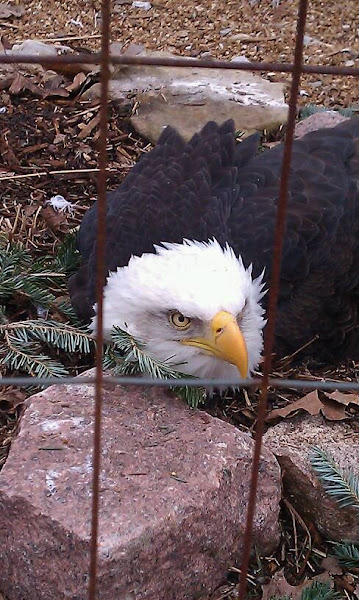 Bald eagle | Project Noah