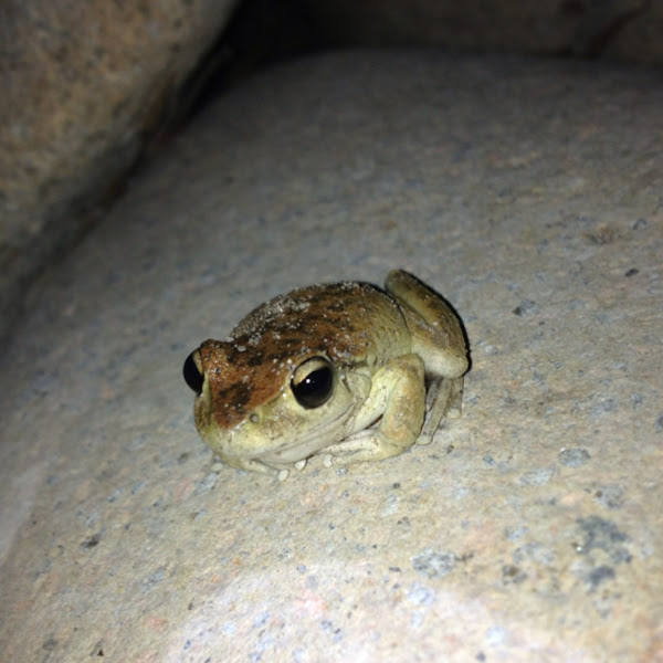 Victorian frog / Plains brown tree frog | Project Noah