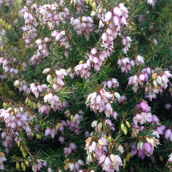 Erica | Project Noah