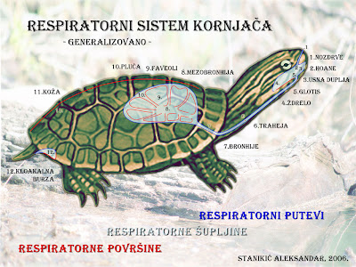 Kornjače: Respiratorni sistem kornjača