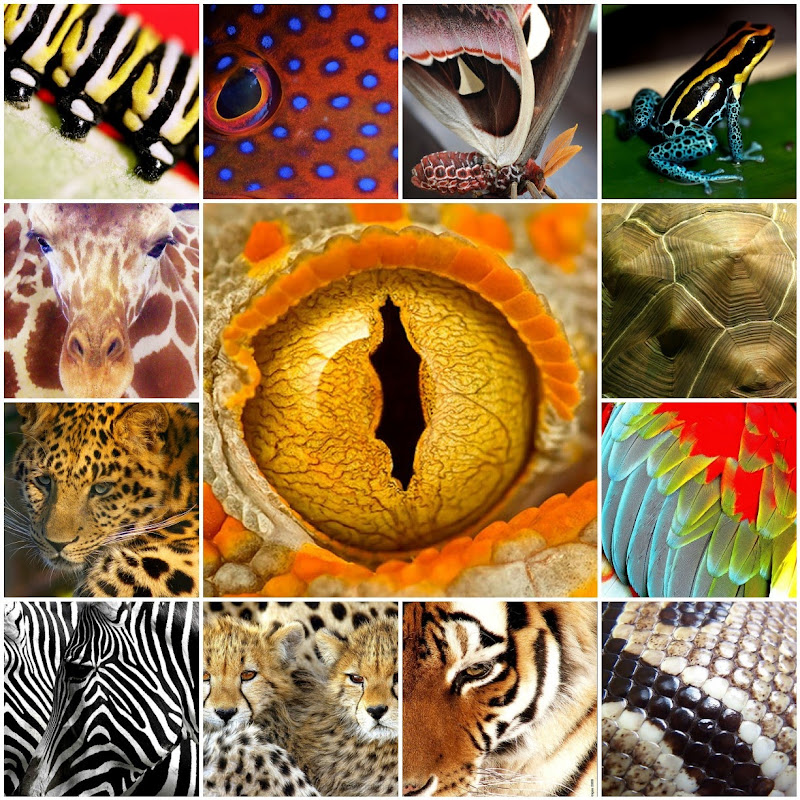 Inspirational Beading: A Flicker of Inspiration: Animal Prints