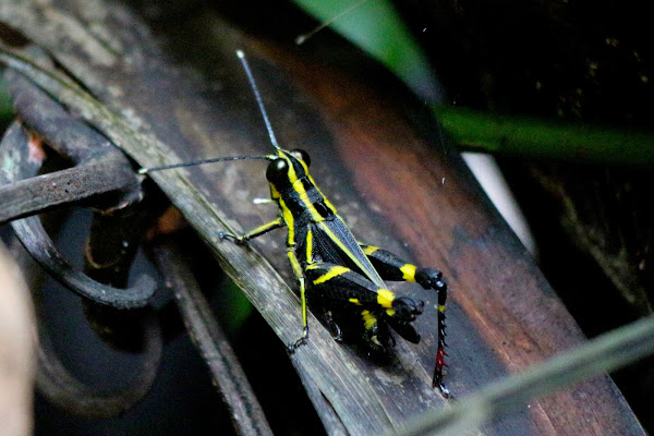 Traulia azureipennis | Project Noah