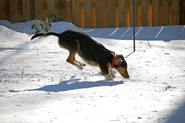 funnelcloud photo: dogs in the snow + blizzard aftermath