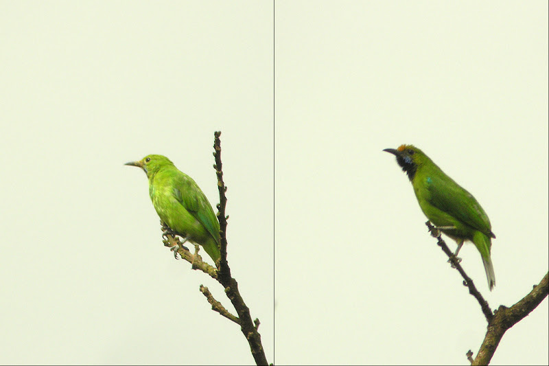 Gold-fronted Chloropsis / Leaf Bird / Green Bulbul