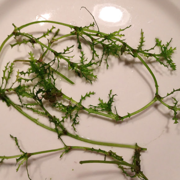 Spiny naiad | Project Noah