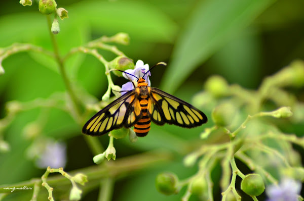 Amata sp | Project Noah