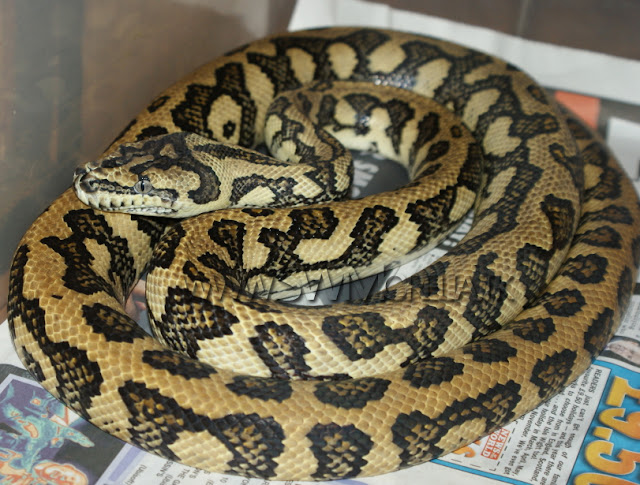 Wales Proven Adult Male 50% Jungle Jaguar Carpet Python. - Reptile Forums