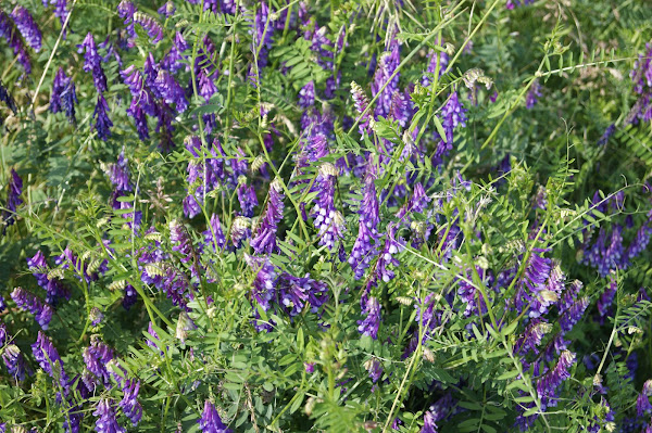 Bird Vetch | Project Noah