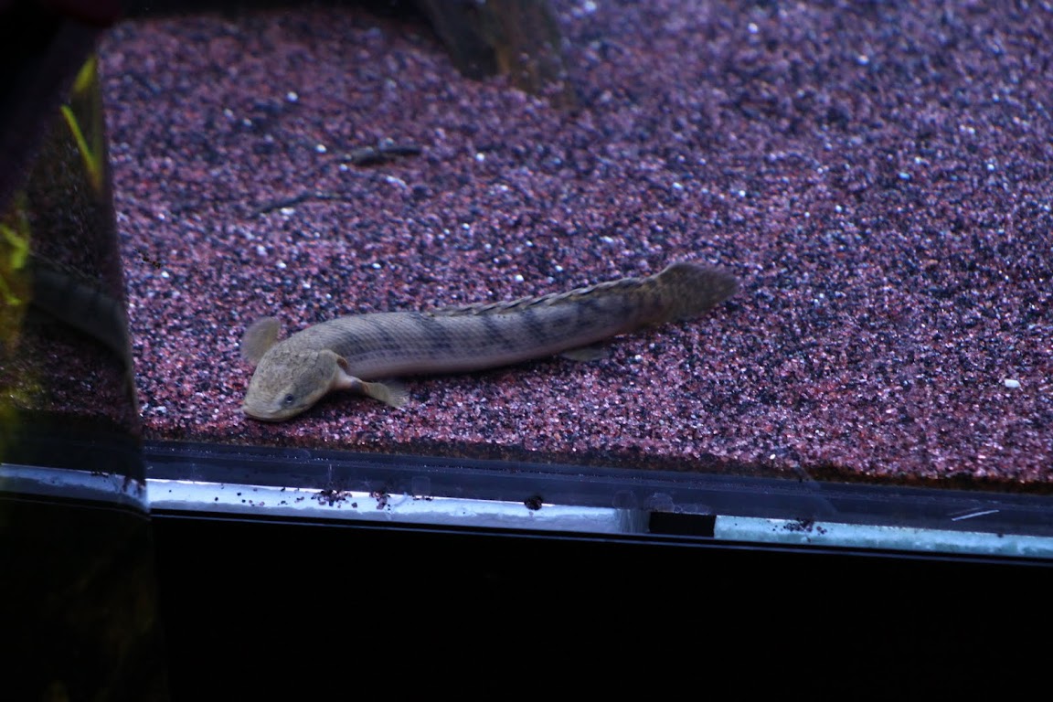 Gothic Fish! | Fish Forum