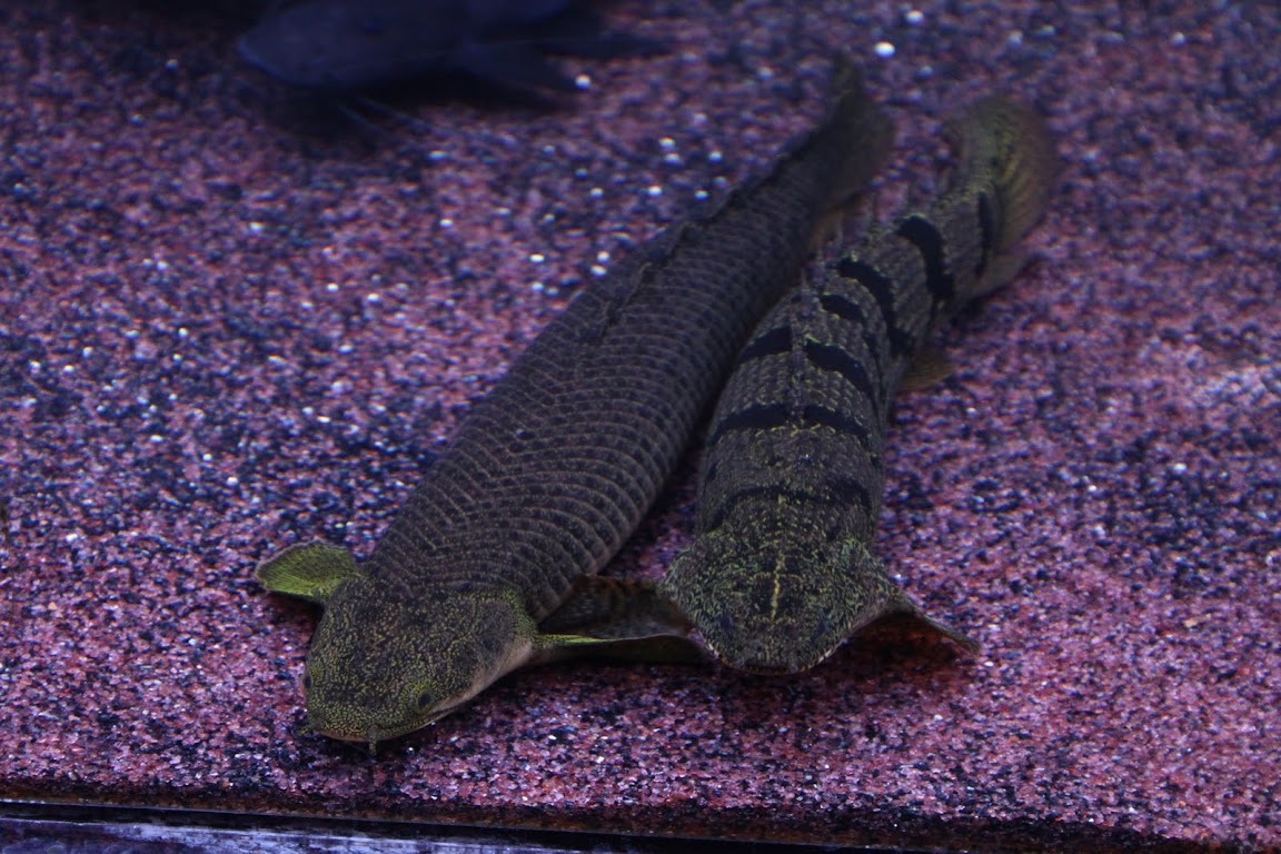 How To Differentiate Bichir? | Tropical Fish Forums