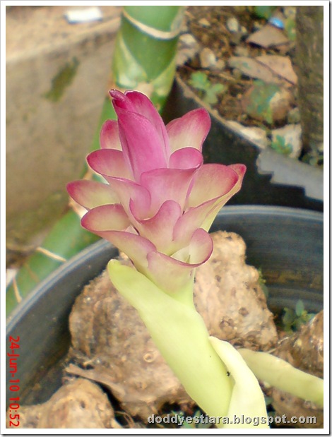 A Curcuma Javanica (Curcuma xanthorrhiza L.) Flower