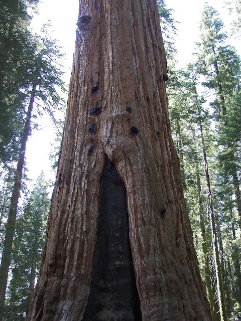 California And Giant Sequoias - BugGuide.Net