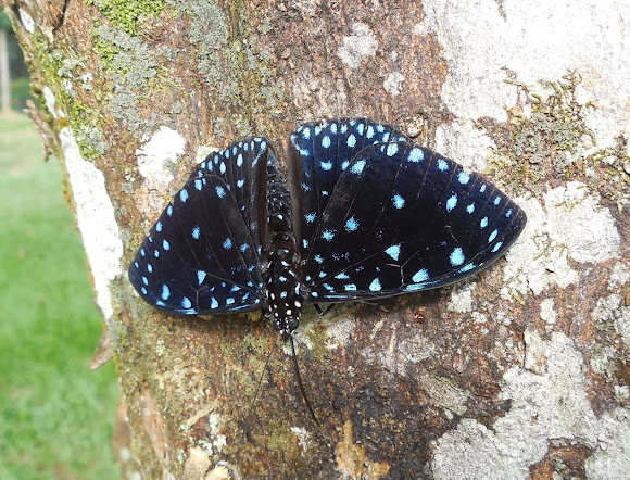 Starry night cracker | Project Noah