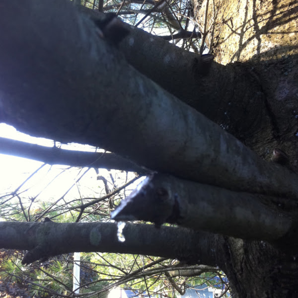 White Pine | Project Noah