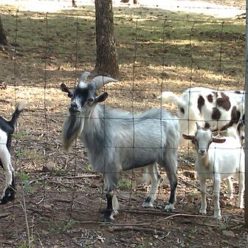 Domestic Goat | Project Noah