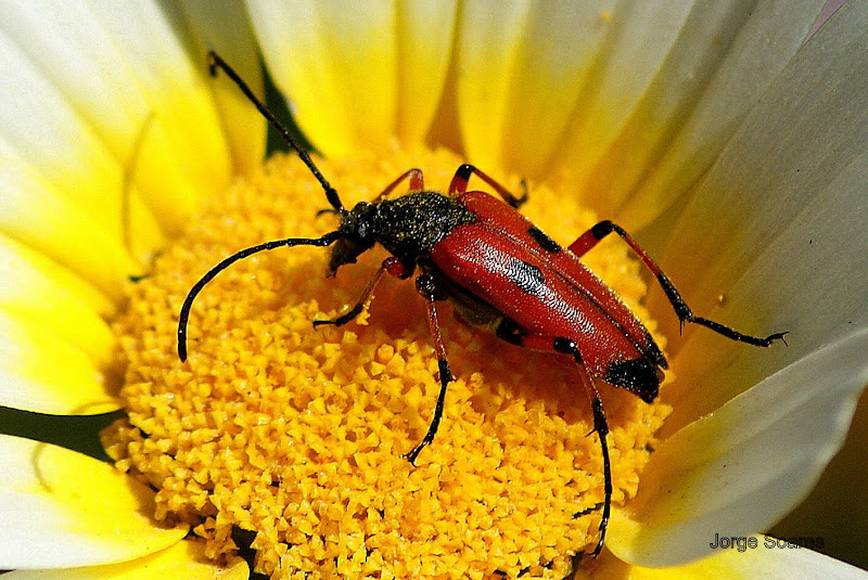 O escaravelho no malmequer - Momentos e Olhares